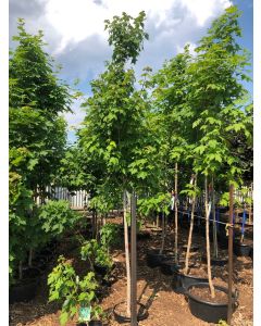 Maple - Deciduous & Ornamental Trees - Trees & Shrubs - Shop Catalogue