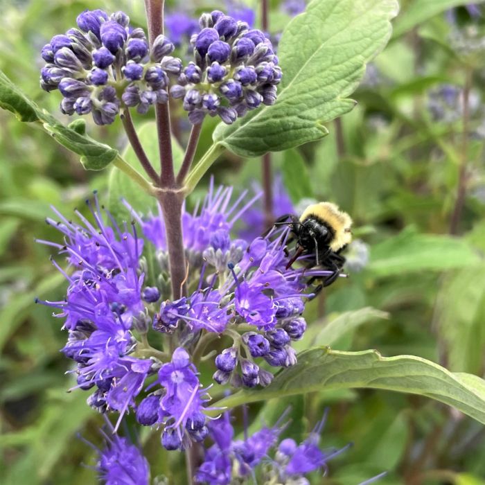 Beyond Midnight Bluebeard