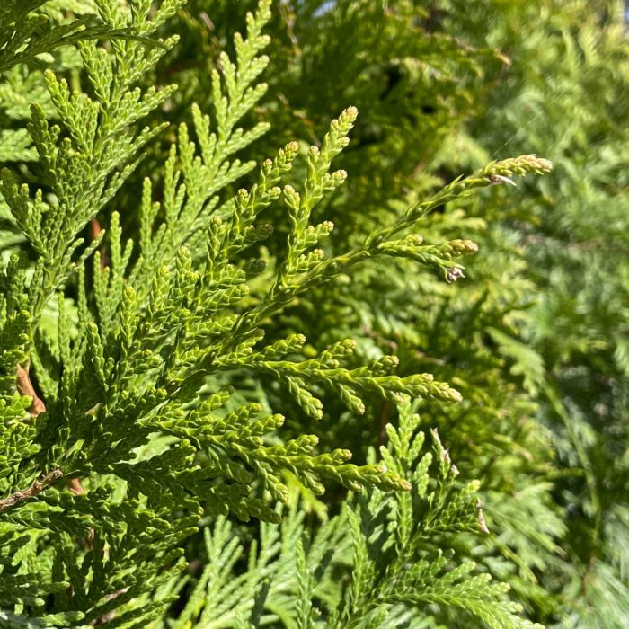 Little Giant Globe Cedar