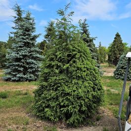 Canadian Hemlock