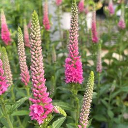 Veronica 'Pink Potion' 1G