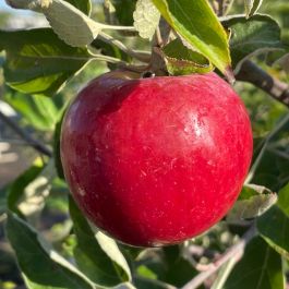 Cortland Apple Tree