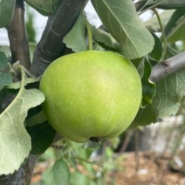 Empire Apple Tree
