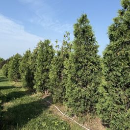 Black Cedar