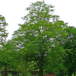 Blue Beech