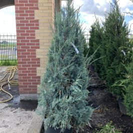 Blue Haven Juniper