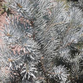 columnar blue spruce width