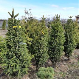 Columnar Norway Spruce