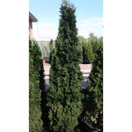 Cedar Degroot Spire