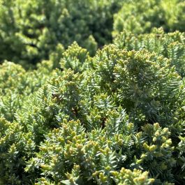Japanese Garden Juniper