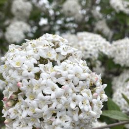 Fragrant Snowball Viburnum Std