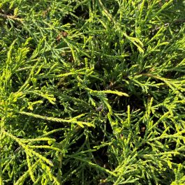 Golden Threadleaf Cypress
