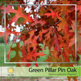 Green Pillar Pin Oak
