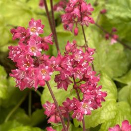 Coral Bells 'Berry Timeless'