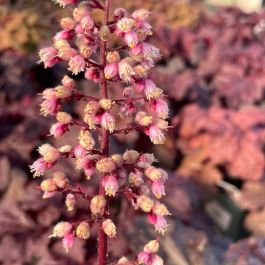 Coral Bells 'Red Dragon' 1G