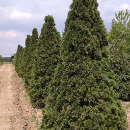 Holmstrup Cedar