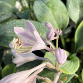 Hosta 'Sunny Halcyon' 1G