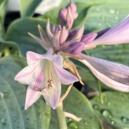 Hosta 'Waterslide' 1G
