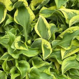 Hosta 'Wrinkle in Time' 1G