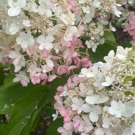 Pinky Winky Hydrangea Std