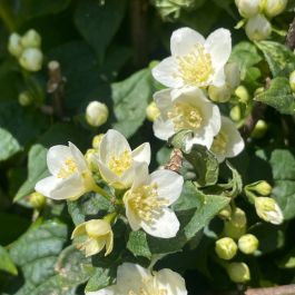 Illuminati Tower Mockorange