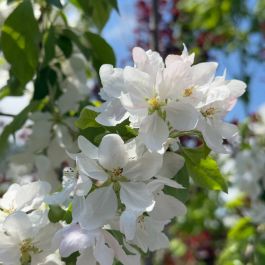 Rinki Crabapple