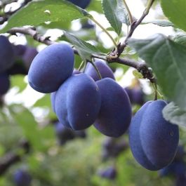 Italian Plum Tree