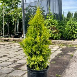 Janed Gold Cedar (ONT)