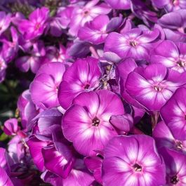 Phlox 'Laura' 1G