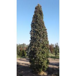 Pyramid Cedar (ONT)