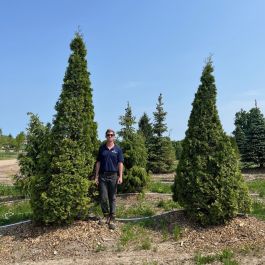 Pyramid Cedar (ONT)