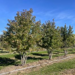 Redpointe Red Maple