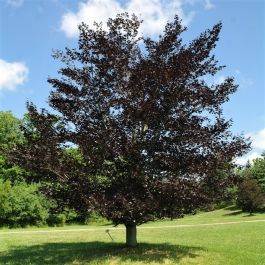 River's Purple Beech
