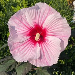 Rose Mallow 'Starry Night' 1G
