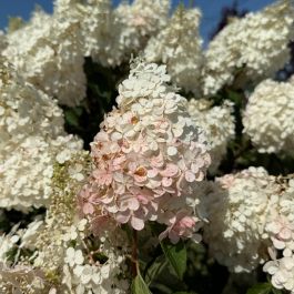 Vanilla Strawberry Hydrangea Std