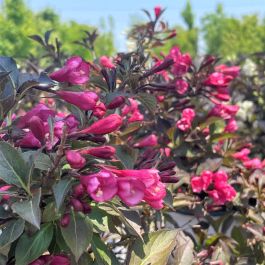 Very Fine Wine Weigela