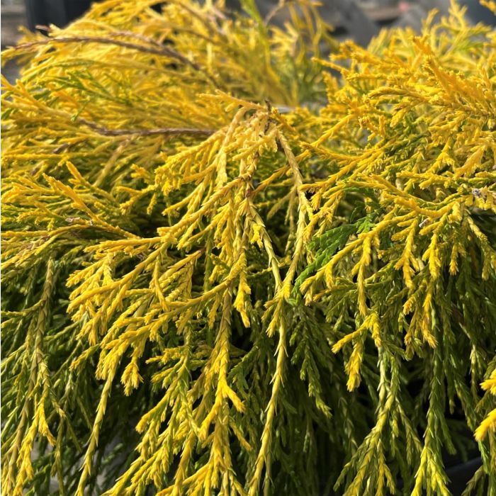 Mops Golden Cypress