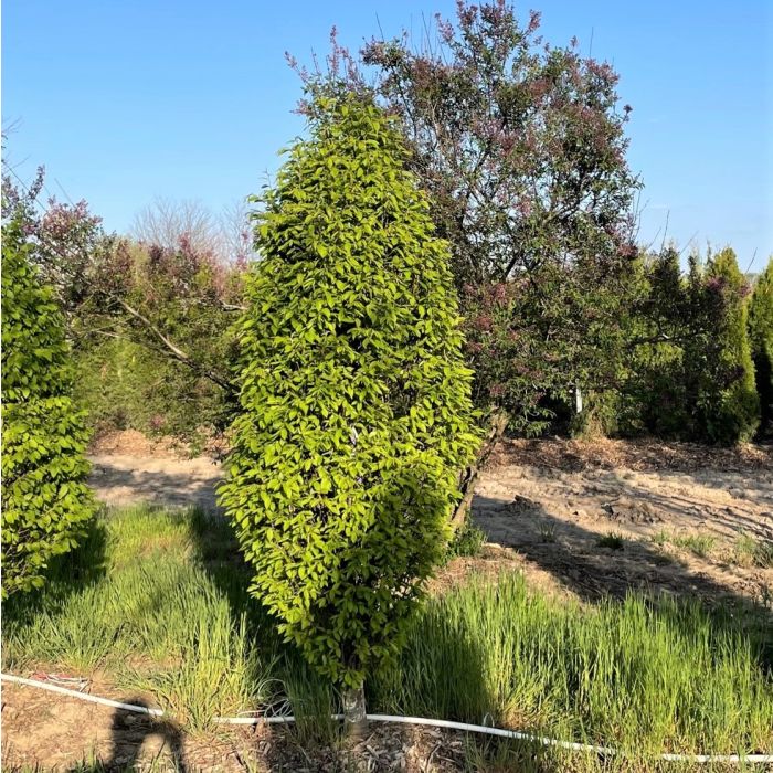 Pyramidal European Hornbeam