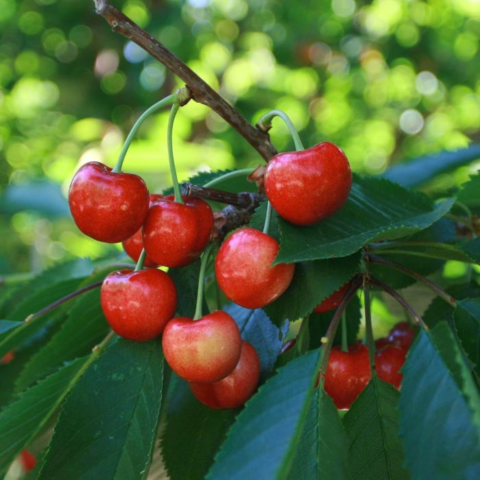 Bing Cherry Tree