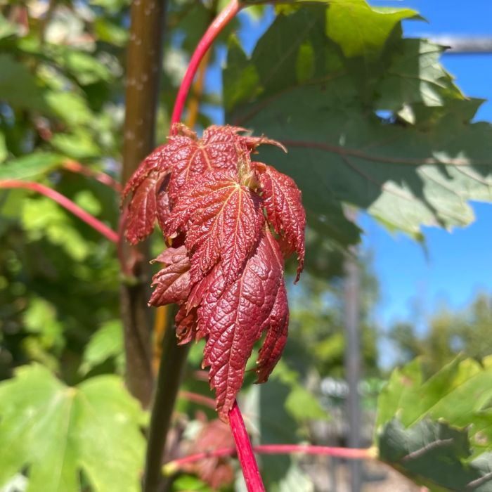 Red Sunset Maple