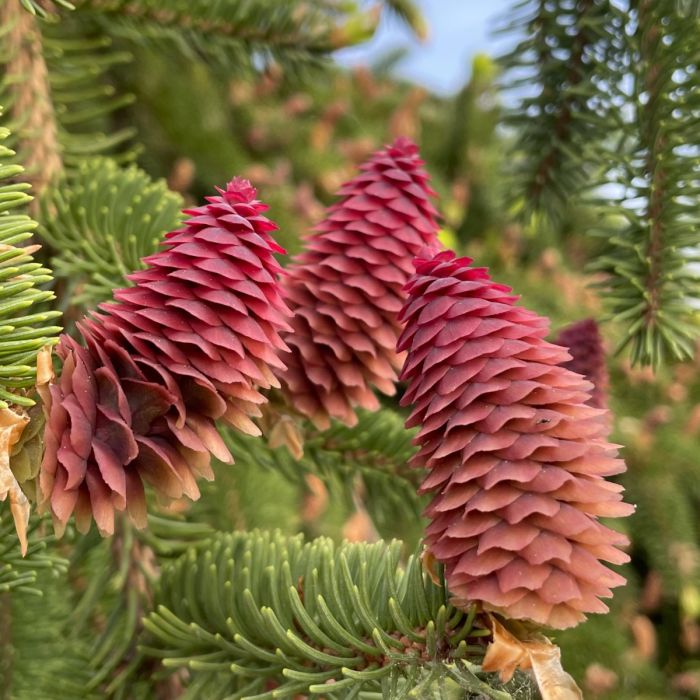 Weeping Norway Spruce
