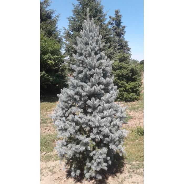 columnar blue spruce width