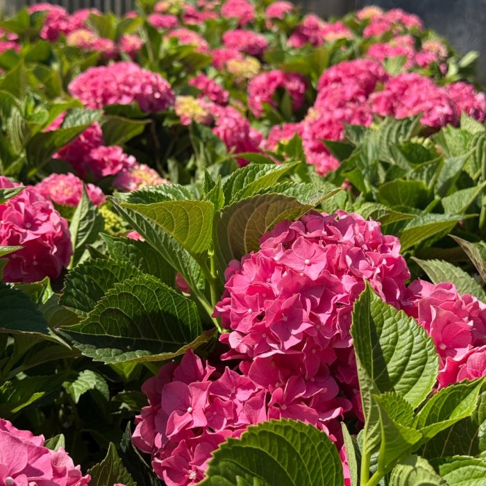 forever pink hydrangea