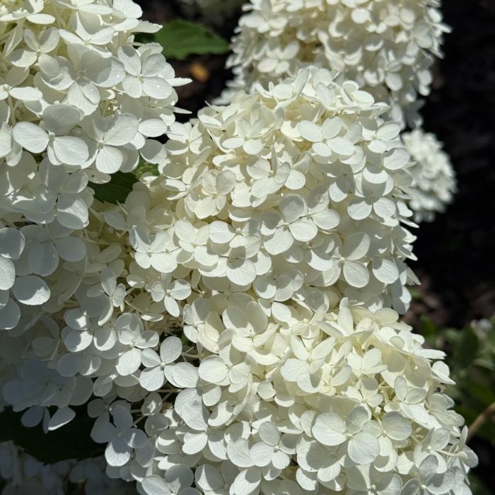 white hydrangea ericaceous