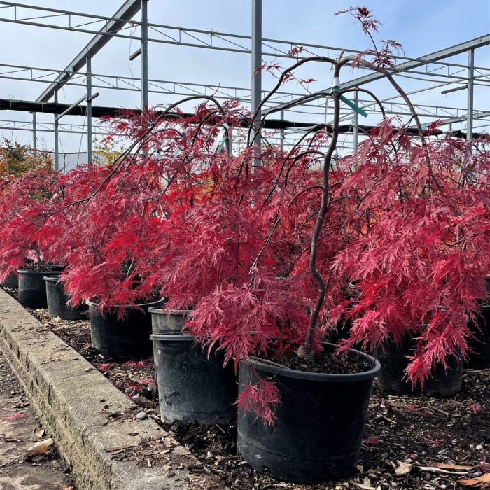Inaba Shidare Japanese Maple Acer Palmatum Dissectum Inaba Shidare