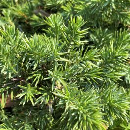 Blue Pacific Juniper