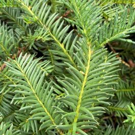 Everlow Yew