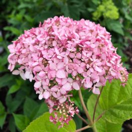 Pinkerella Hydrangea