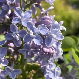 French Lilac President Grevy