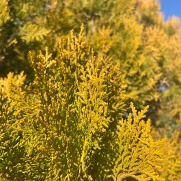 Sunkist Cedar